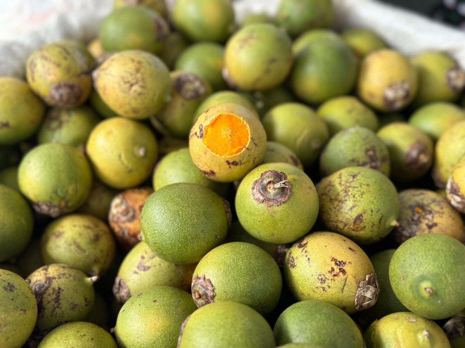 Ingrediente indispensável no X - Caboquinho, o tucumã está em alta nas ...