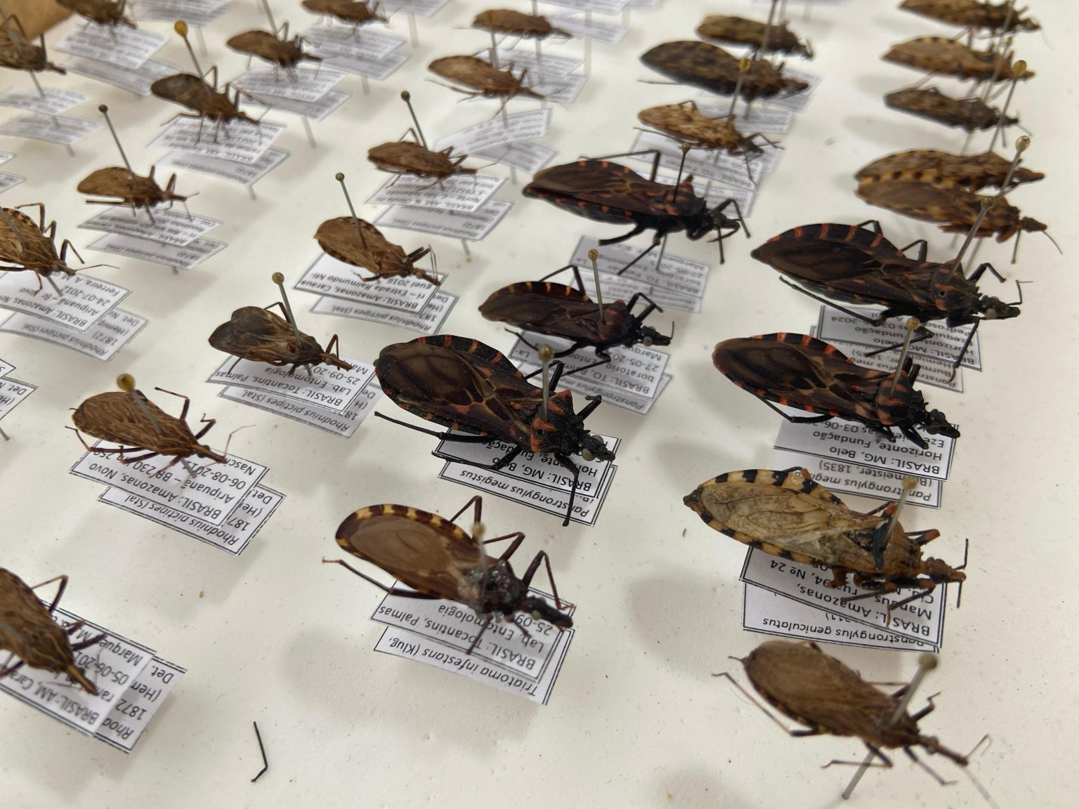 Dia Mundial da Doença de Chagas: FVS-RCP chama atenção para cuidados e ...