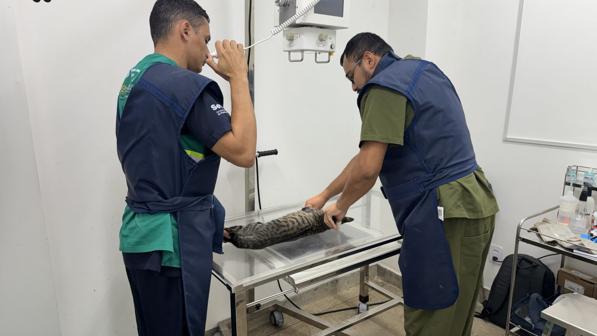 Sepet resgata animal vítima de maus-tratos no Residencial Eliza Miranda ...